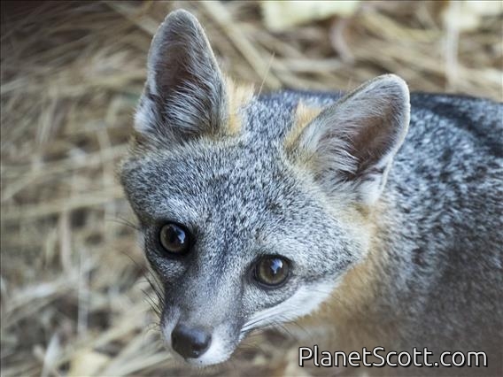 Gray Fox (Urocyon cinereoargenteus) - PlanetScott.com