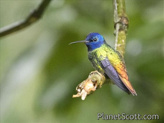 Golden-tailed Sapphire (Chrysuronia oenone) - PlanetScott.com