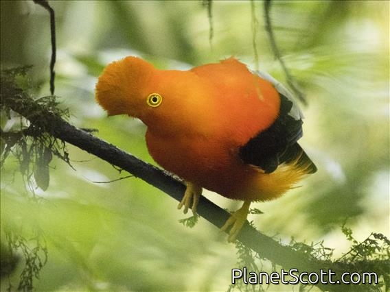 Andean Cock-of-the-rock (Rupicola peruvianus) - PlanetScott.com