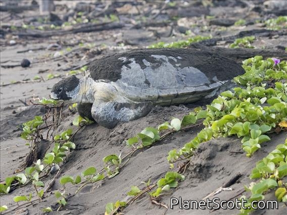 Green Sea Turtle (Chelonia mydas) - PlanetScott.com