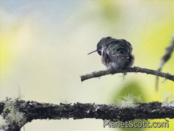 Bumblebee Hummingbird (Selasphorus heloisa) - PlanetScott.com