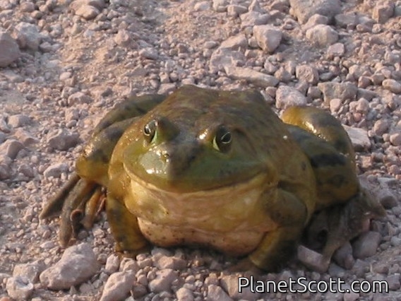 American Bullfrog (Rana catesbeiana) - PlanetScott.com