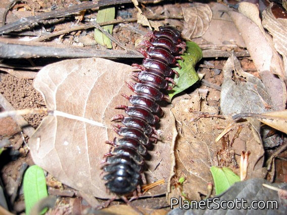 Flat-backed Millipede (Coromus sp) - PlanetScott.com
