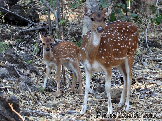 Axis Deer Fawn