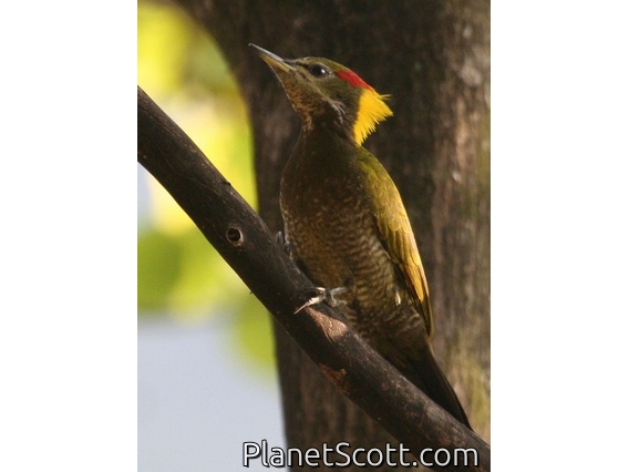 Lesser Yellownape (Picus chlorolophus) - PlanetScott.com