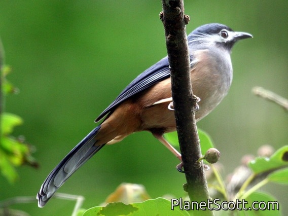 White-eared Sibia (Heterophasia auricularis) - PlanetScott.com
