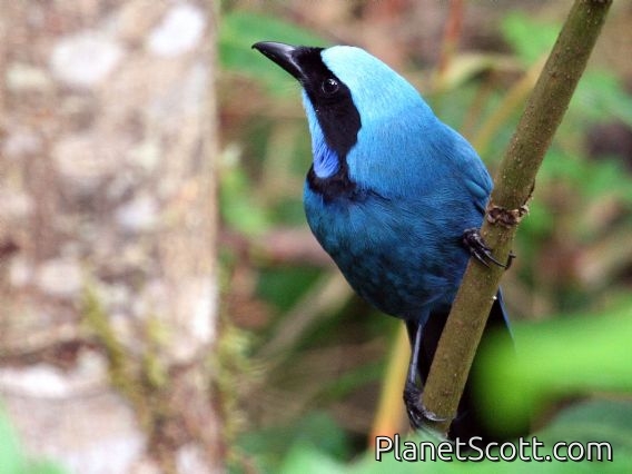 Turquoise Jay (Cyanolyca turcosa) - PlanetScott.com