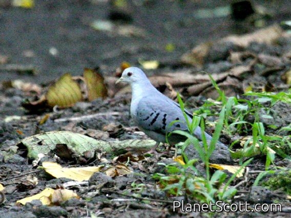 Blue Ground-Dove (Claravis pretiosa) - PlanetScott.com