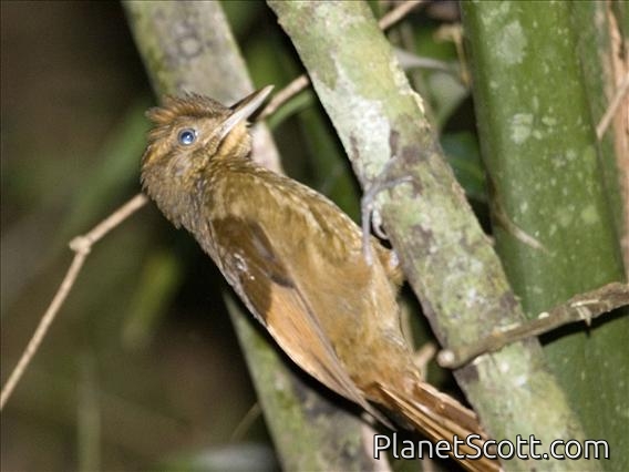 Tawny winged woodcreeper - Alchetron, the free social encyclopedia