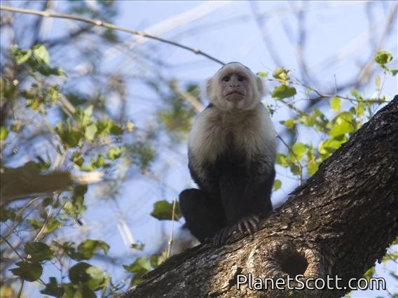 White-faced Capuchin (Cebus capucinus) - PlanetScott.com
