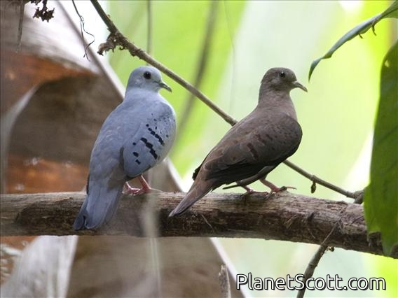 Blue ground dove - Alchetron, The Free Social Encyclopedia