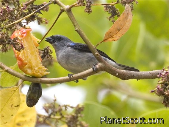 Plain-colored Tanager (Tangara inornata) - PlanetScott.com