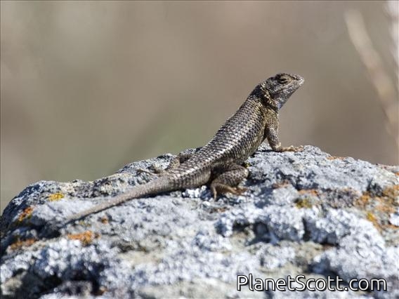 Western Fence Lizard Computer