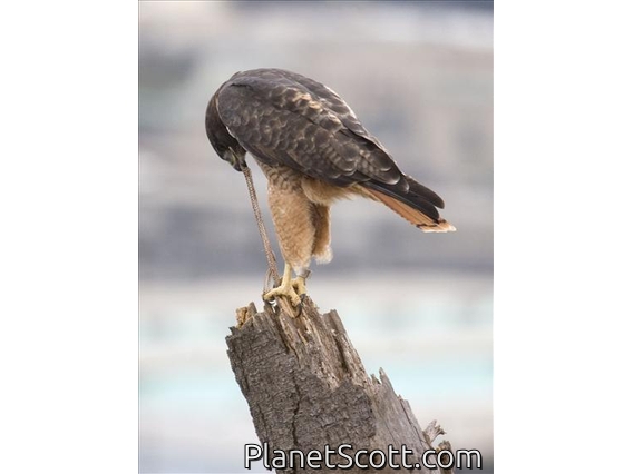Red Tailed Hawk Eating Snake