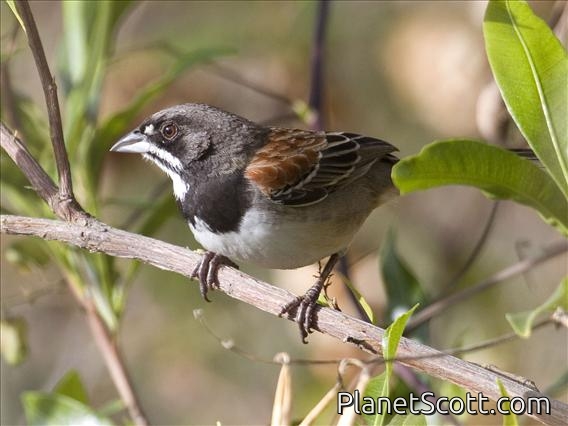 Black-chested Sparrow (Peucaea humeralis) - PlanetScott.com