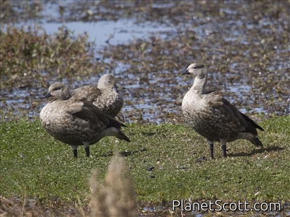Blue-winged Goose (Cyanochen cyanoptera) - PlanetScott.com