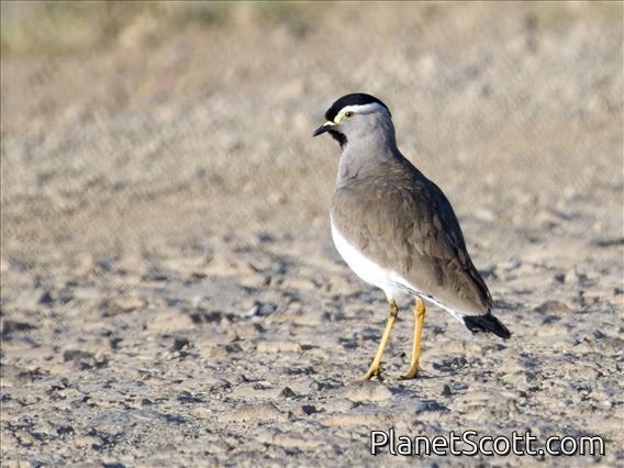 Spot-breasted Lapwing (Vanellus melanocephalus) - PlanetScott.com