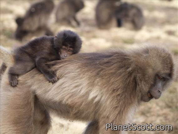 Gelada Baboon Baby