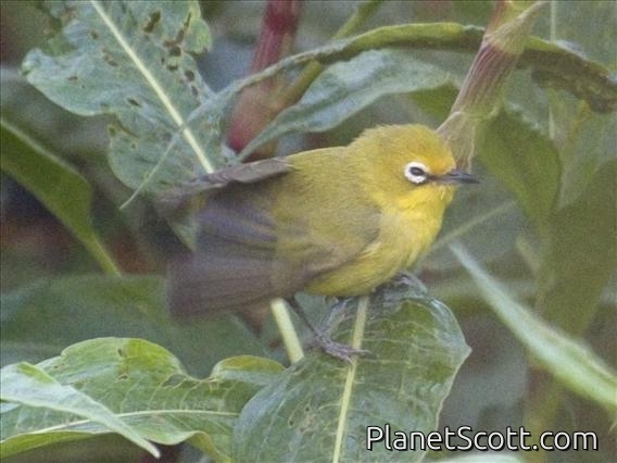 Northern Yellow White-eye (Zosterops senegalensis) - PlanetScott.com