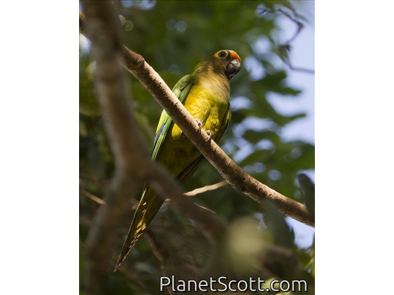 Peach-fronted Parakeet (Eupsittula aurea) - PlanetScott.com
