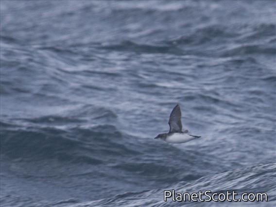 Common Diving-Petrel (Pelecanoides urinatrix) - PlanetScott.com