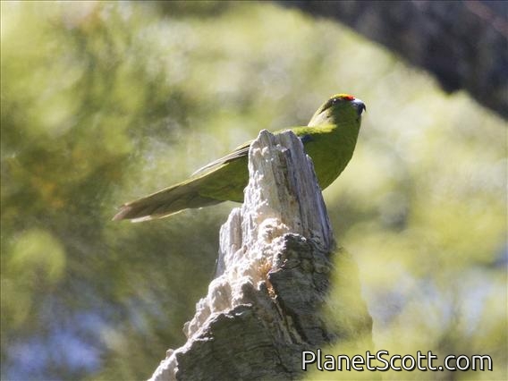 cyanoramphus - JungleKey.fr Image #100