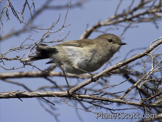 Gray Gerygone (Gerygone igata) - PlanetScott.com