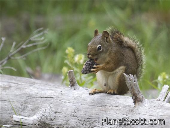 American Red Squirrel (Tamiasciurus hudsonicus) - PlanetScott.com