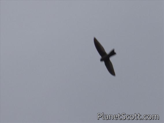 Australian Swiftlet (Aerodramus terraereginae) - PlanetScott.com