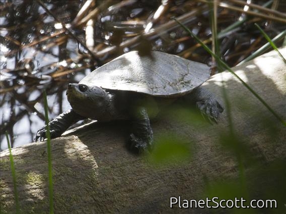 Saw-shelled Turtle (Myuchelys latisternum) - PlanetScott.com