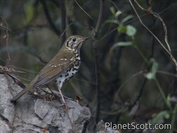 Chinese Thrush (Turdus mupinensis) - PlanetScott.com