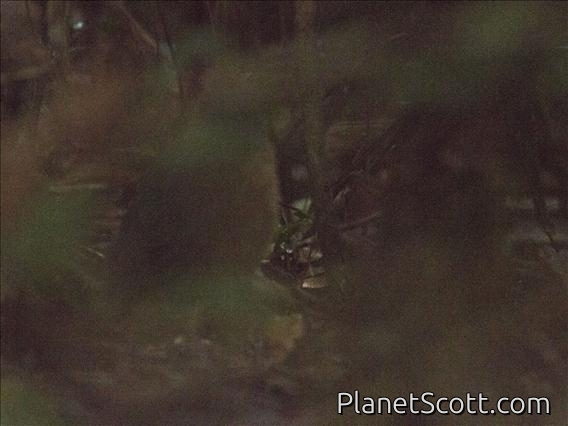 eBird Checklist - 19 Jan 2013 - MySon - 11 species