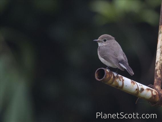 Taiga Flycatcher (Ficedula albicilla) - PlanetScott.com