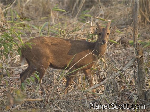 Hog Deer (Axis porcinus) - PlanetScott.com