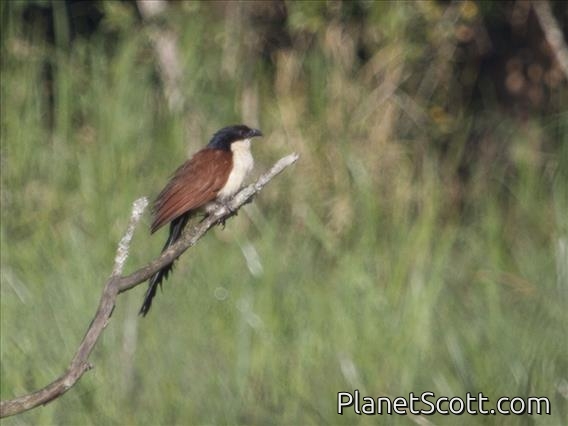 Blue-headed Coucal (Centropus monachus) - PlanetScott.com