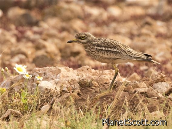 Eurasian Thick-knee (Burhinus oedicnemus) - PlanetScott.com