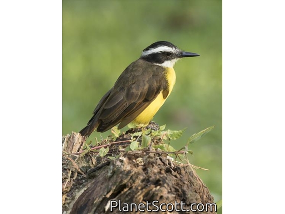 Lesser Kiskadee (Philohydor lictor) - PlanetScott.com