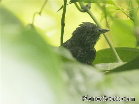Jet Antbird (Cercomacra nigricans) - PlanetScott.com