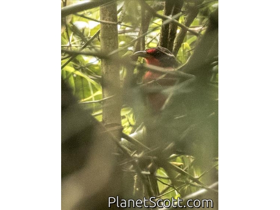 Rosy Thrush-Tanager (Rhodinocichla rosea) - PlanetScott.com
