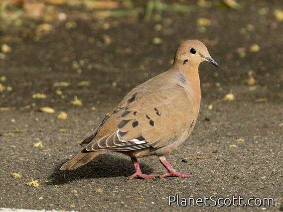 Zenaida Dove (Zenaida aurita) - PlanetScott.com
