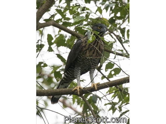 Sulawesi Hawk-Eagle (Nisaetus lanceolatus) - PlanetScott.com