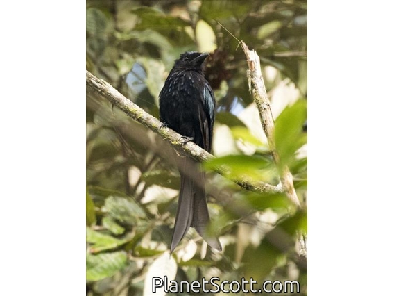 Sulawesi Drongo (Dicrurus montanus) - PlanetScott.com