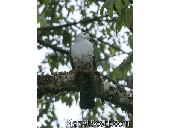 Gray-headed Imperial-Pigeon (Ducula radiata) - PlanetScott.com