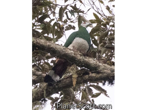 White-bellied Imperial-Pigeon (Ducula forsteni) - PlanetScott.com