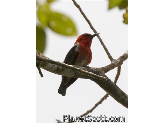 Sulawesi Myzomela (Myzomela chloroptera) - PlanetScott.com