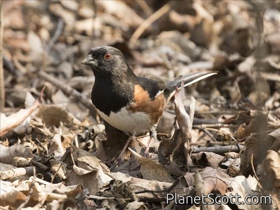 Eastern Towhee (Pipilo erythrophthalmus) - PlanetScott.com