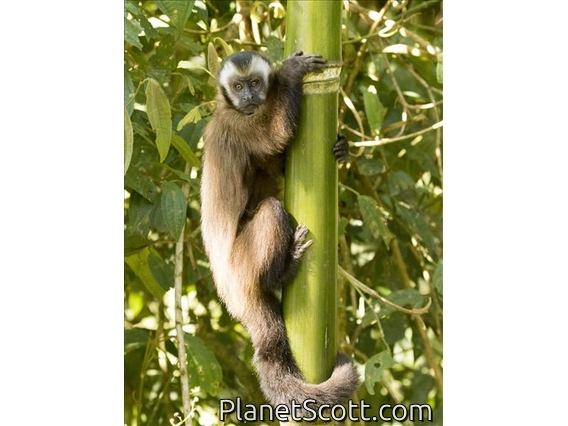 Large-headed Capuchin (Sapajus macrocephalus) - PlanetScott.com
