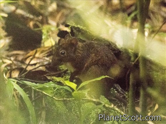 Red Forest Rat (Nesomys rufus) - PlanetScott.com