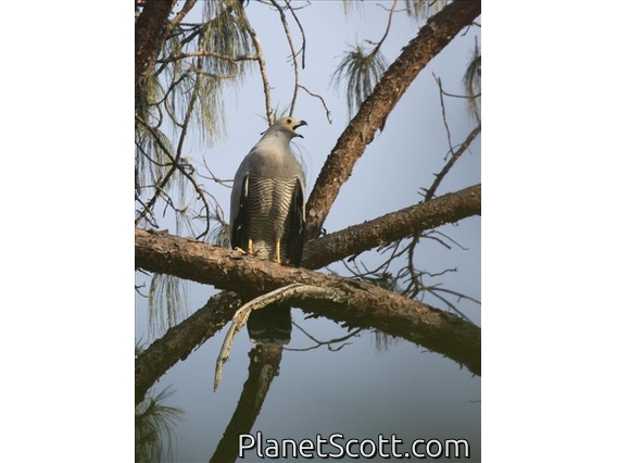 Madagascar Harrier-Hawk (Polyboroides radiatus) - PlanetScott.com