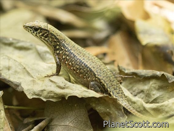 Red-legged Girdled Lizard (Zonosaurus rufipes) - PlanetScott.com